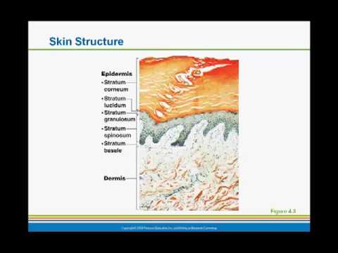 Lecture: Skin and Body Membranes