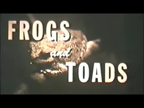 The Life Cycle of Frogs and Toads