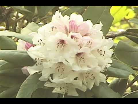 VIU's Milner Gardens one of the best gardens in Canada