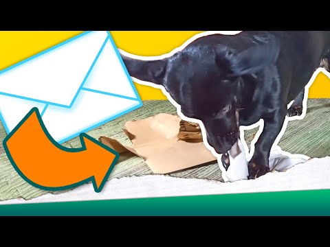 I've got mail! ✉️ | Doxie reading with her nose (and teeth)