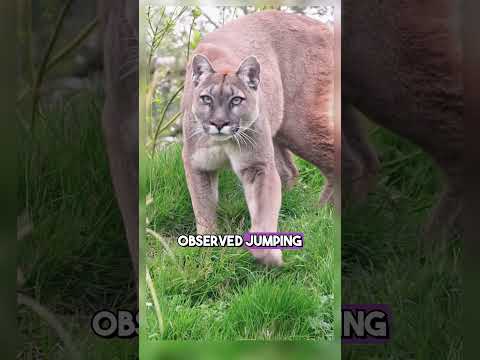 fascinating animal facts you were never told about!