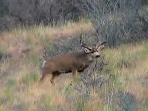 Save White Acres Colorado Springs