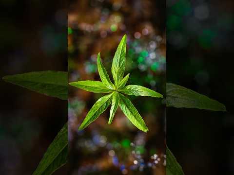 Flexible Macro Lighting vs Natural Light – Which One’s Better?