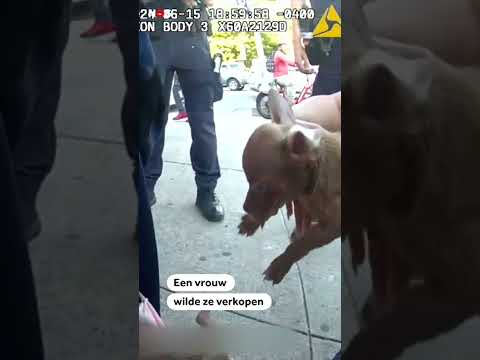 Puppy's gered uit boodschappentas