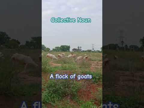 Collective Noun #goat #flock #animals #short #shorts#shortsfeed #shortsviral#reels#english #learning