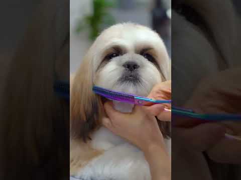 Shih tzu grooming teddy bear cut ✂️❤️🐶 sooo cute!!