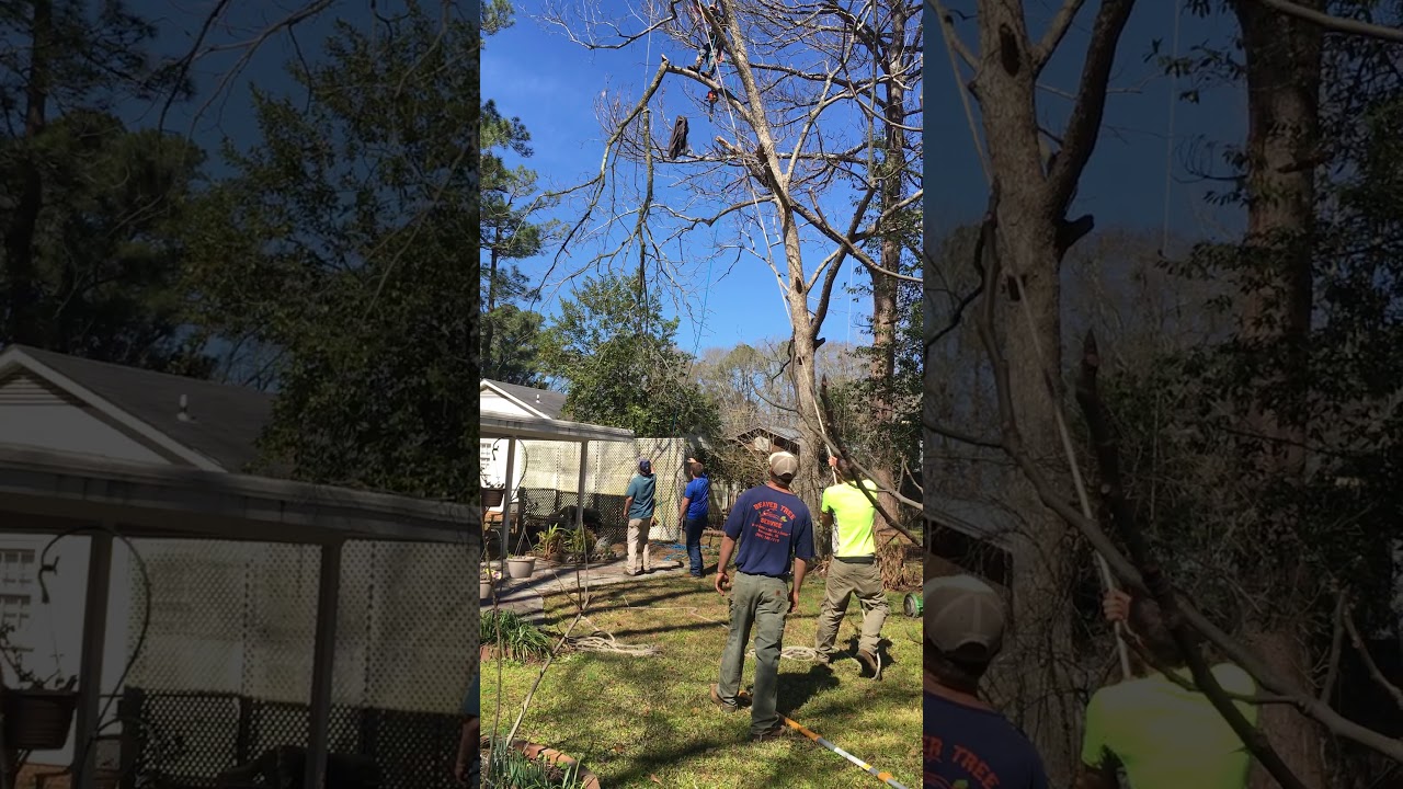 Beaver Tree Service LLC Alabama Tree Limbing