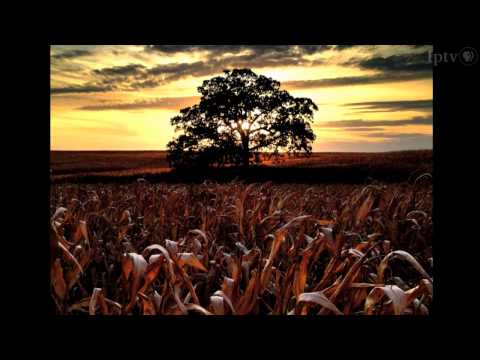 People & Place – Mark Hirsch and “That Tree,” An Update – MINDING MY P ...