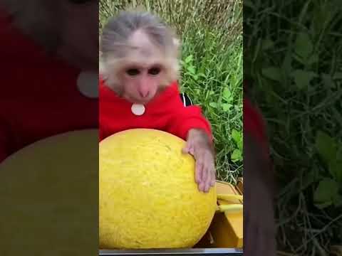 monkey funny wallpaper