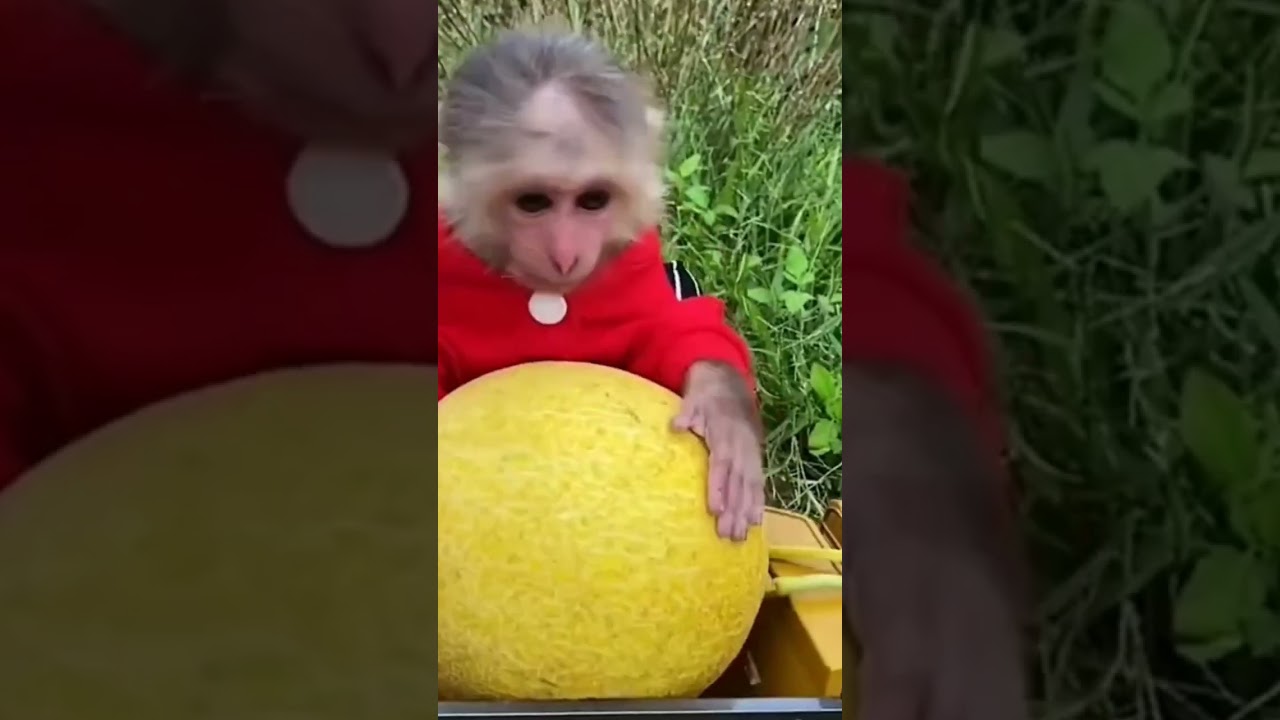 monkey funny wallpaper