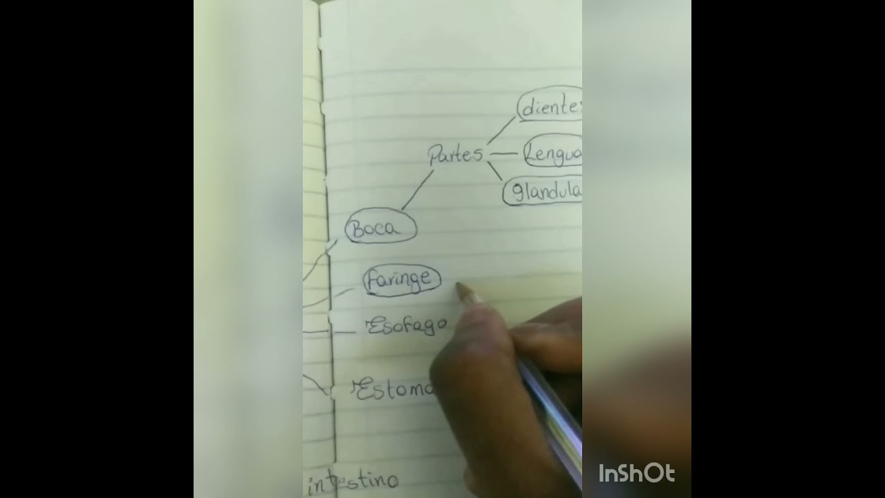 Mapa conceptual de del aparato digestivo(donde nace sus intestinos).