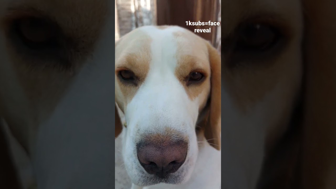 showing my dog:) #irl #beagle #cute #good #beagle