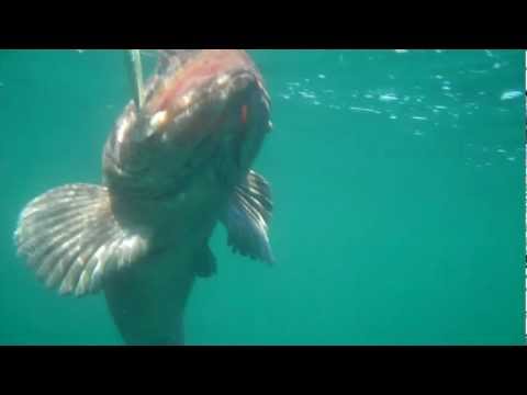 Hakai Pass British Columbia Halibut & Lingcod Fishing | Go Fish Magazine