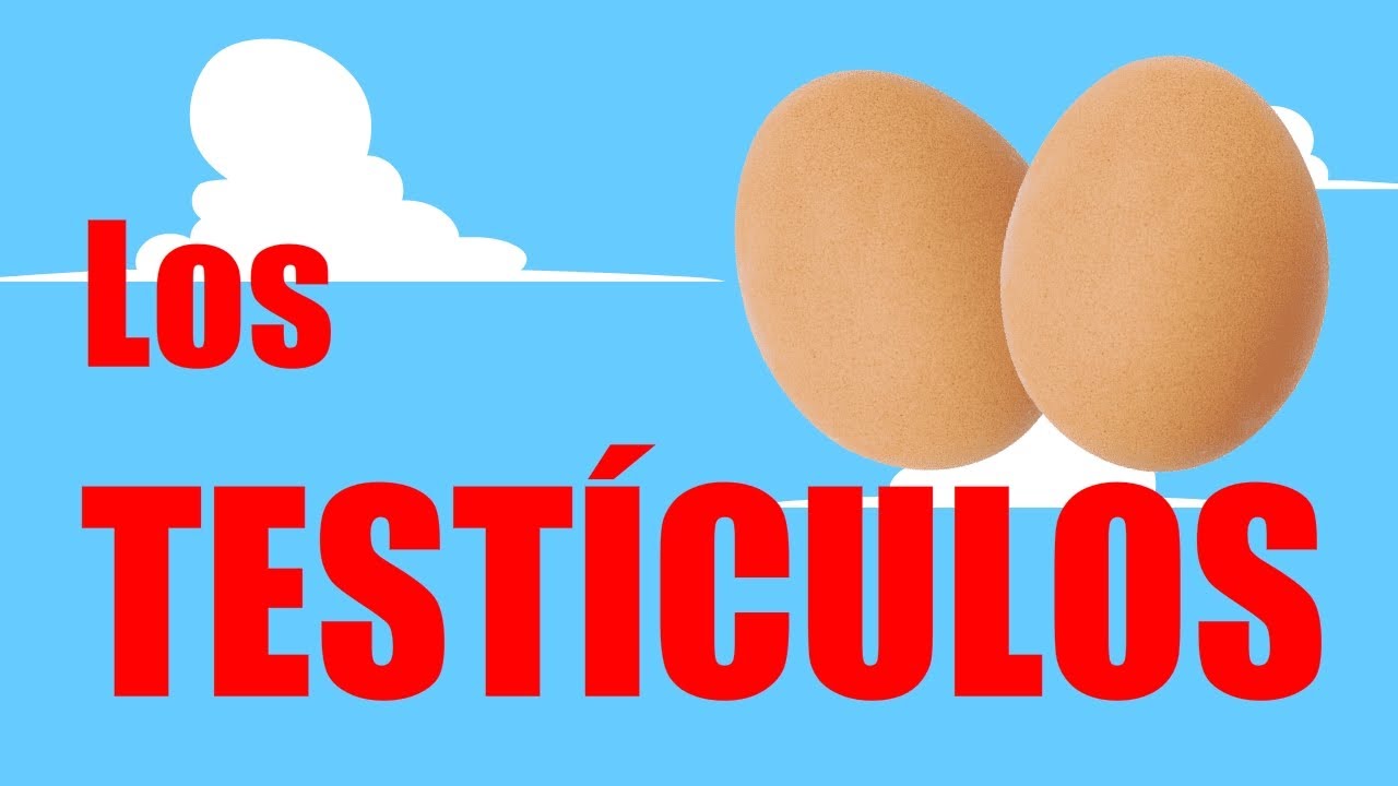 🥚The Testes: Their Role in Male Fertility🥚🥚