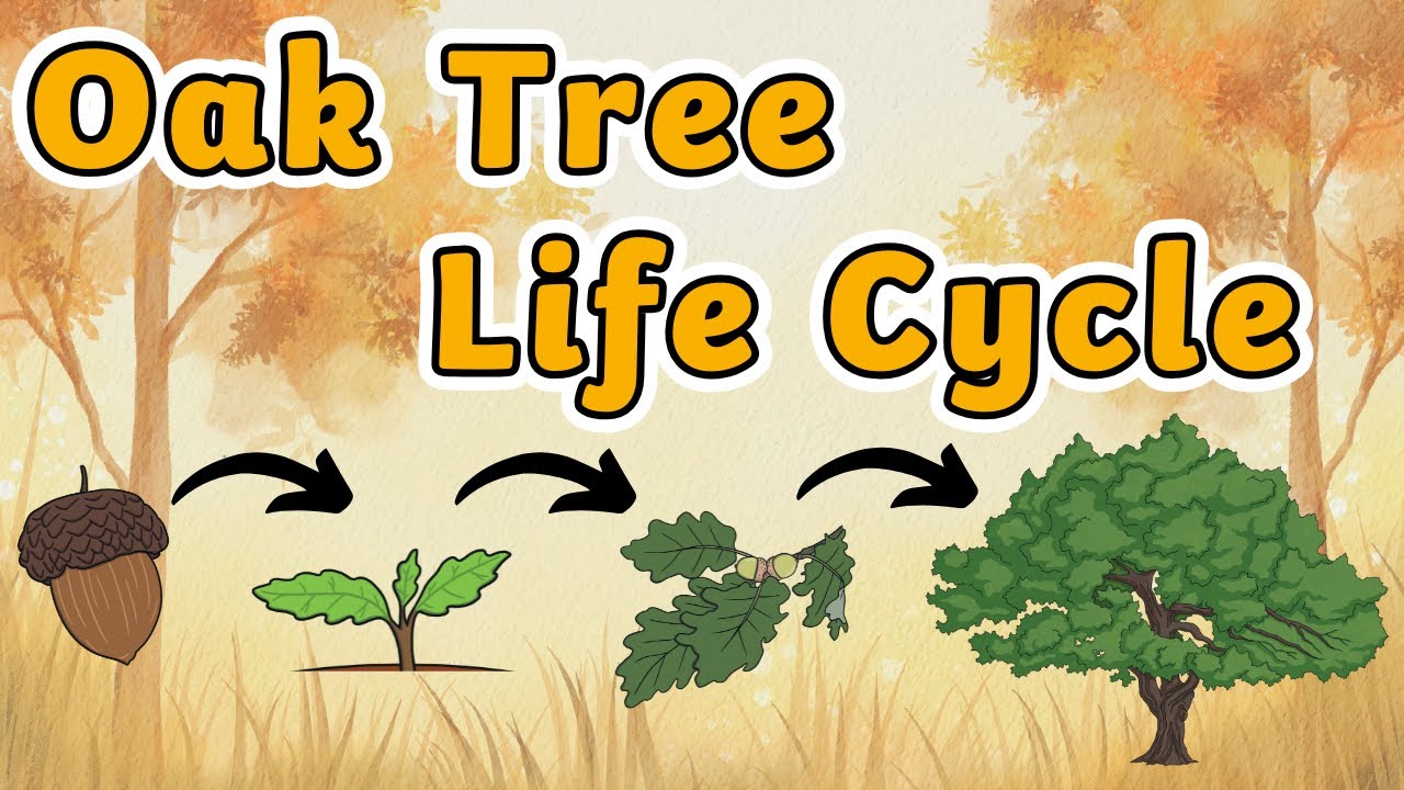Life Cycle of an Oak Tree | Oak Tree Life Cycle | Science for Kids!