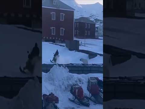 Polar Bear Wants Man-meal, Man vs Polar Bears & More