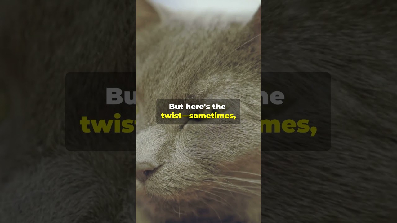 The Secret Behind Your Cat’s Nap Face!