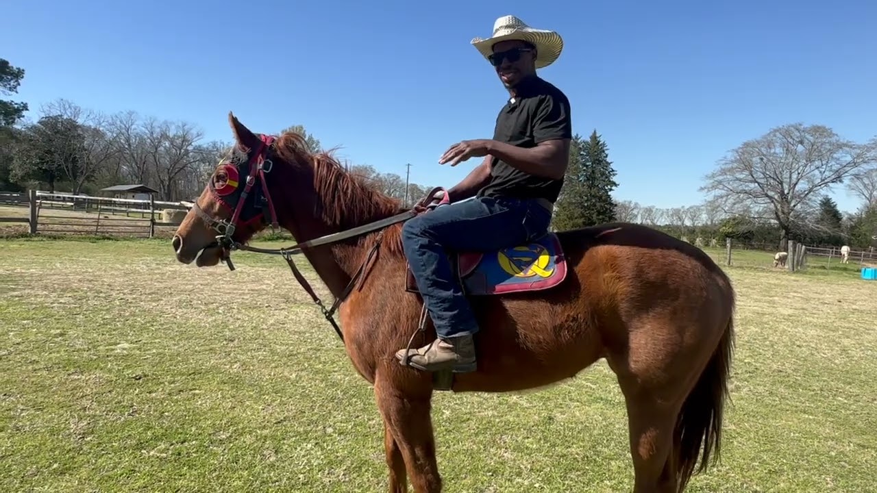 Difference Between Quarter Horse and Thoroughbred Racing Horse