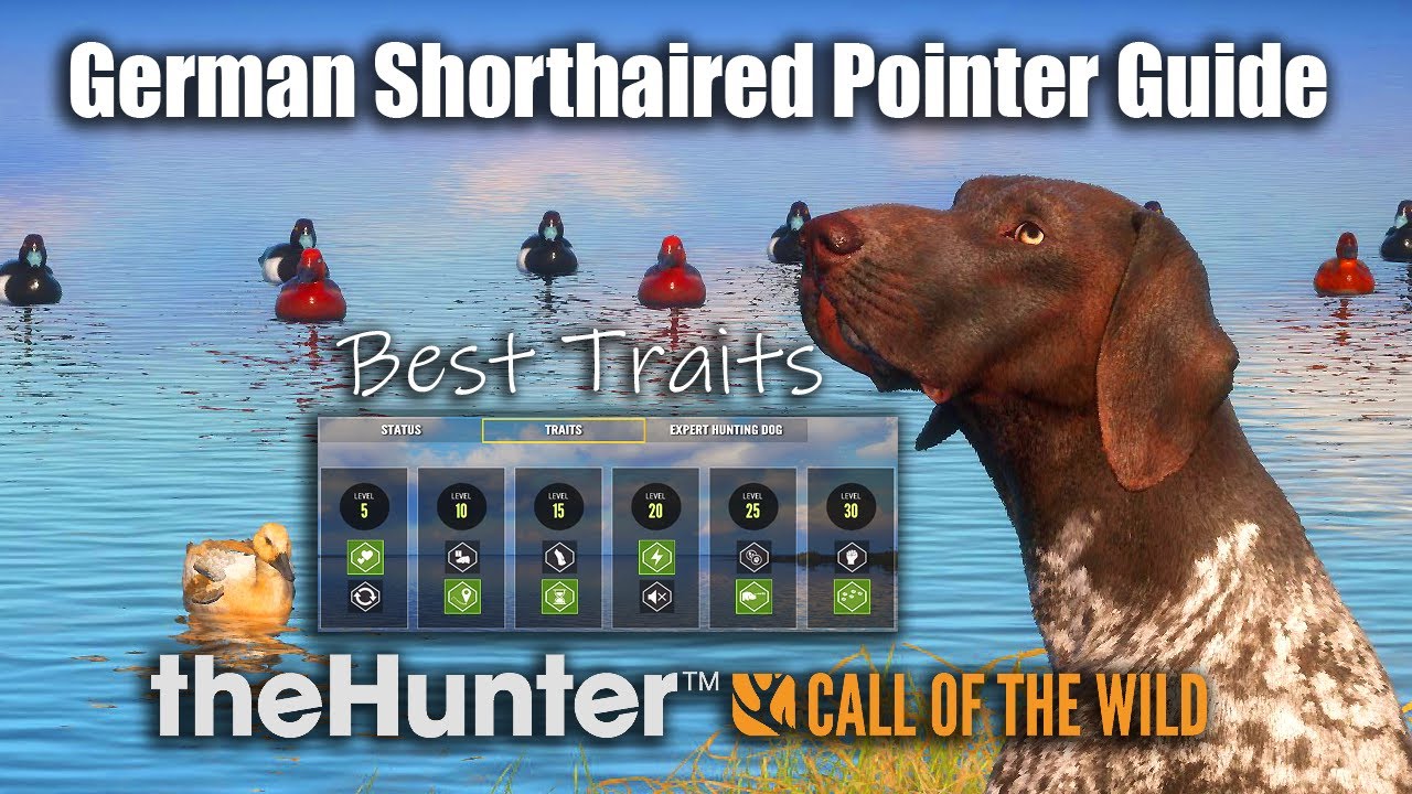 German Shorthaired Pointer Guide - theHunter Call Of The Wild