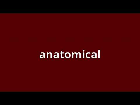 what is the meaning of anatomical.