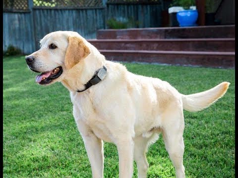 Best 24-Hour Emergency Veterinary and Pet Clinic Fenton MO | Animal Hospital