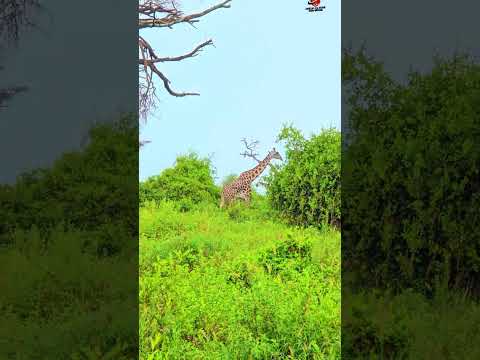 MASAI MARA ANIMAL WATCHING