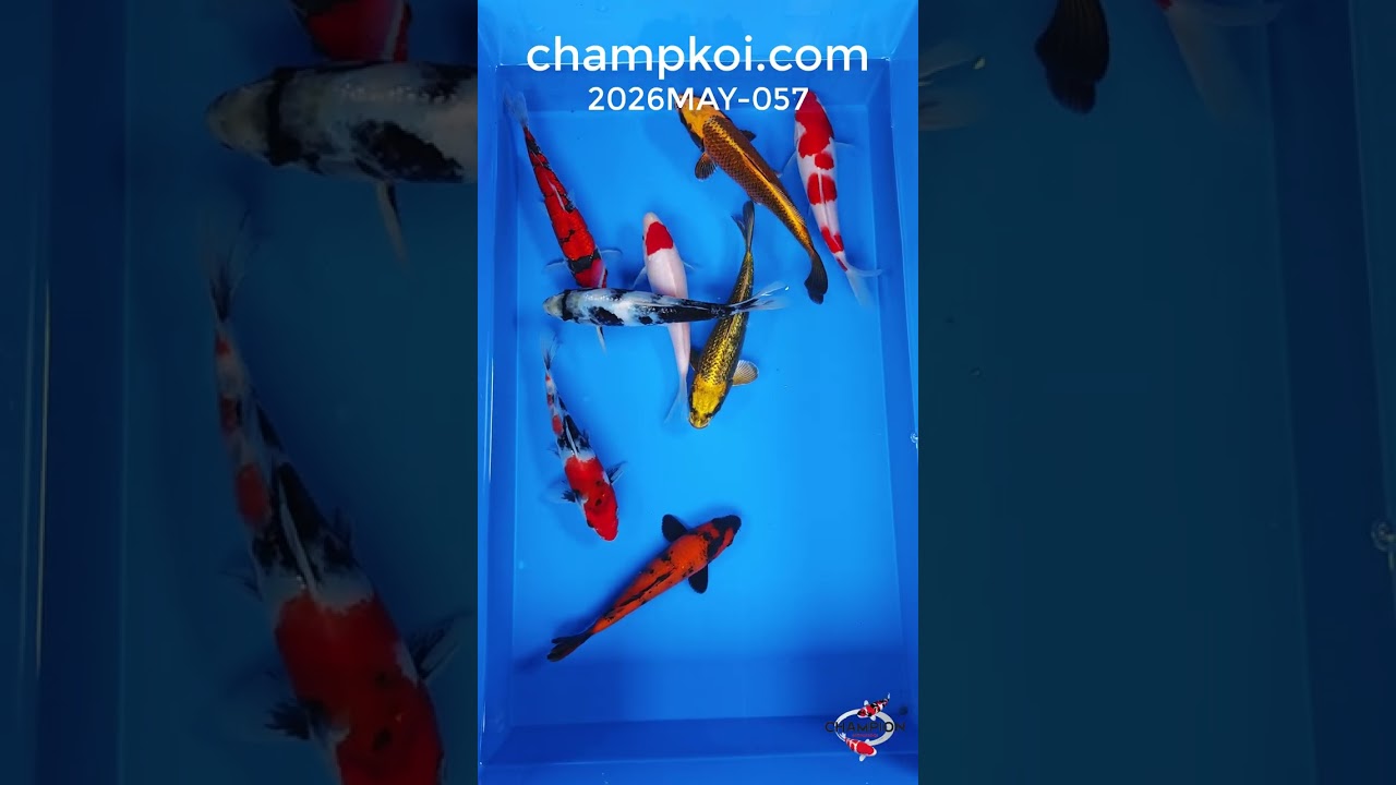 2026MAY-057: 19-21cm Ogata Tancho Kohaku | ChampKoi - Champion Nishikigoi