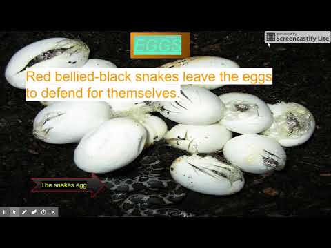 Life Cycle of a Red Belly Black Snake