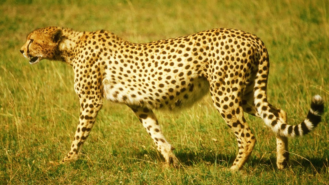 Documentaire | La splendeur du guépard au ralenti