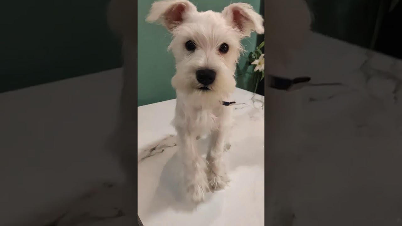 Schnauzer Blanco Mini 3  Meses🐾♥️