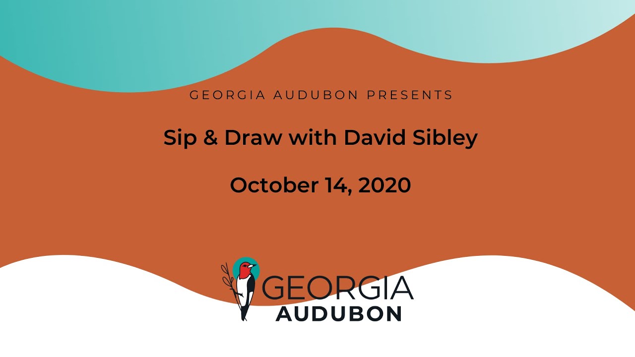 Sip & Draw with David Sibley