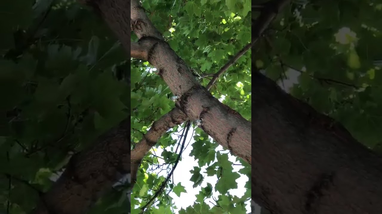 Tree Tips: Cabling & Bracing Trees