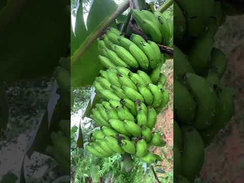 A bunch of bananas is called a 'hand,' and an individual banana is called a 'finger. #shorts