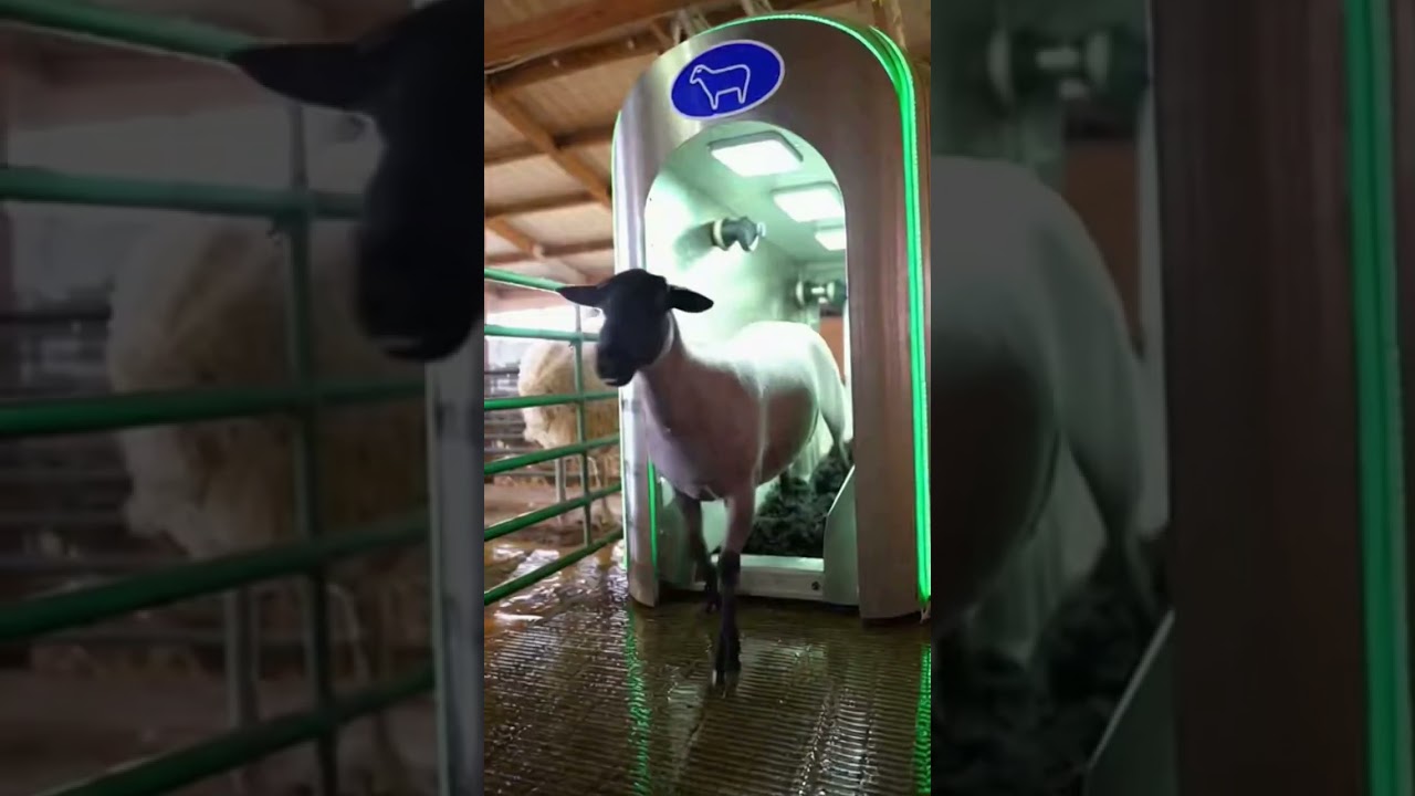 Dirty Black Sheep Enters Pet-Wash Machine… Comes Out Clean AND Shaved! 🐑✨