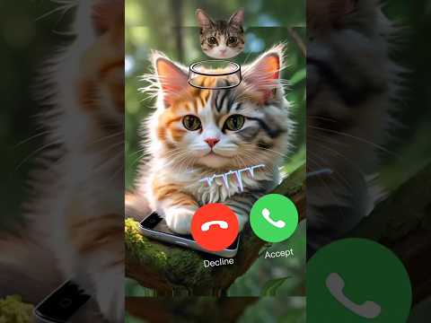 Cute cat calling me π₯π₯ stylist cute cat calling #shorts #ringtone #cat