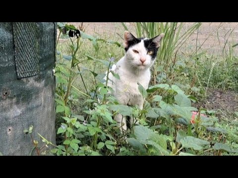 Cute black and white cat || cat vidios