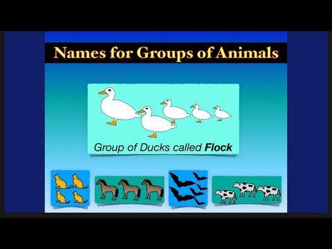 #animals Names for Group of Animals || Collective Noun | Part - 1