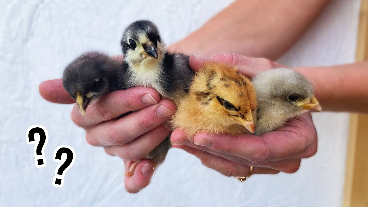 Meet Our New Flock! Identifying Various Chick Breeds: Markings To Consider