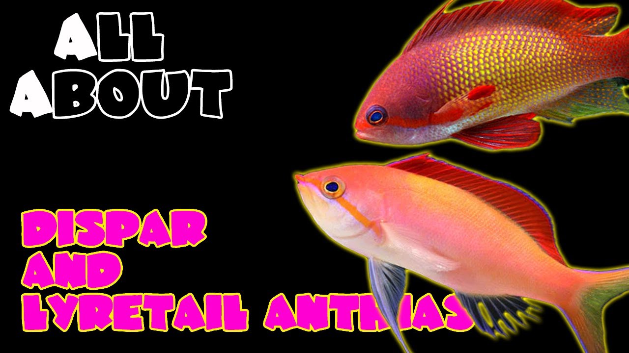 All About The Dispar Anthias and Lyretail Anthias