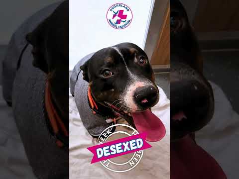 RANDOM PETS DONE DESEXED THIS WEEK #desexing #sugarlandanimalhospital #bundaberg #pet