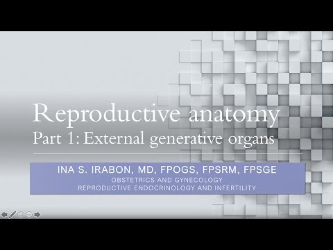 Reproductive anatomy Part 1: External genitalia Part 2: Internal ...