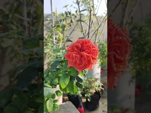 What do pink roses symbolize?