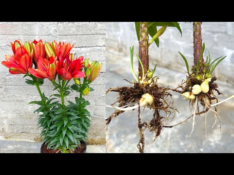 Did you know Lily can be grown with bulbs and branches