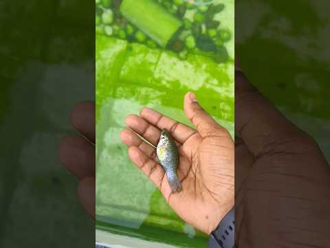 π black spot β« on mollyfish πππ€#shorts#yt#ytshorts#fish#video#viral#diy#mollyfish#like#life#pets#home