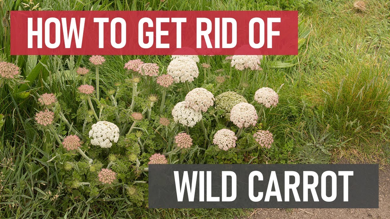 Wild Carrot Control: How to Get Rid of Wild Carrot | DIY Wild Carrot ...