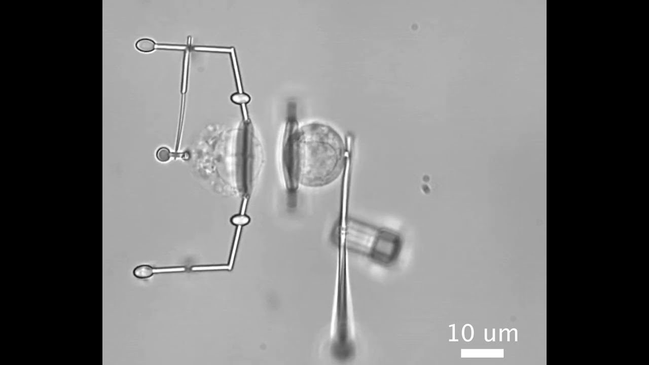 family of soft microrobots for precise single-cell manipulation using elastic nanorods .