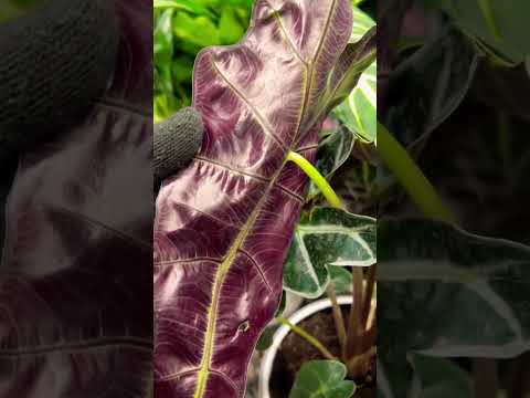Alocasia Amazonica Polly | Elephant Ear Plant | Spider Mites