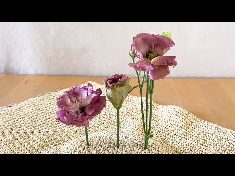 Reflexing Lisianthus