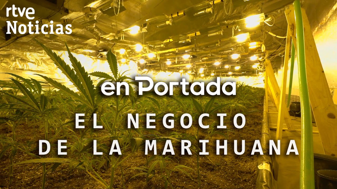 EN PORTADA | EL NEGOCIO DE LA MARIHUANA, una planta de RENTABILIDAD ESPECTACULAR | RTVE