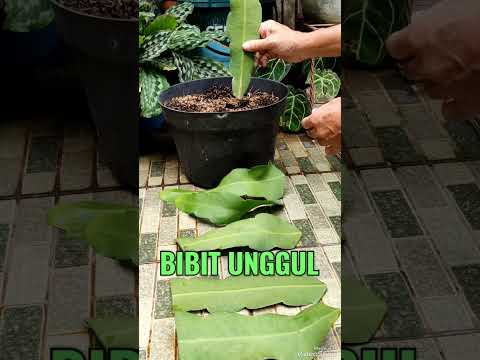 Bibit pohon Bunga WIJAYA KUSUMA PREMIUM ♥️